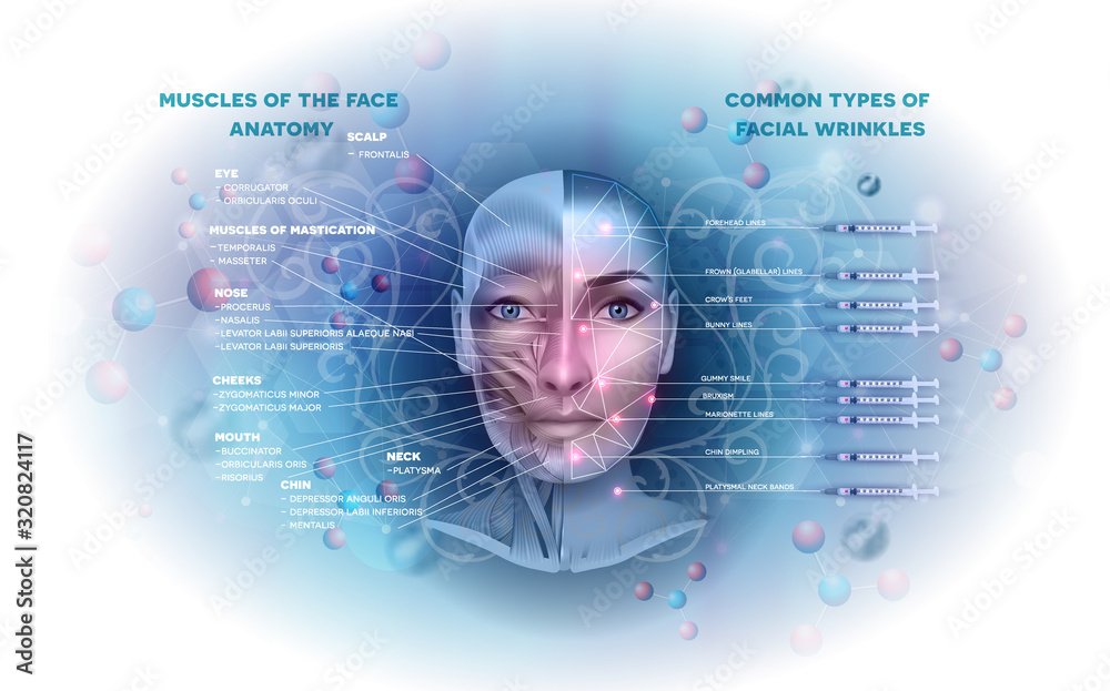 Facial muscles and wrinkle areas Stock Vector | Adobe Stock