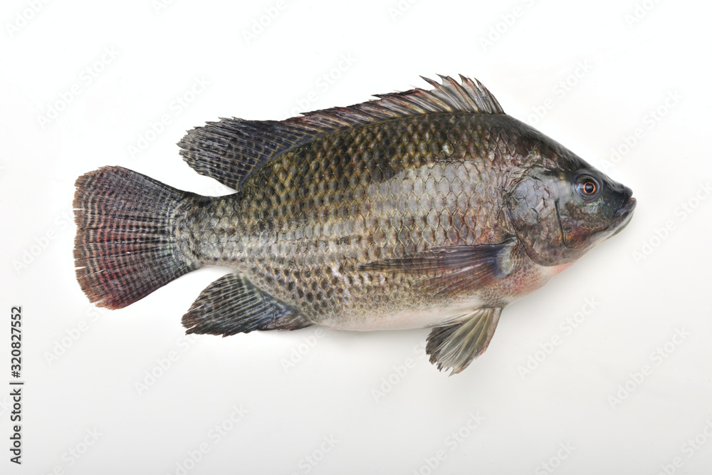 Fresh tilapia on the white background Stock Photo | Adobe Stock