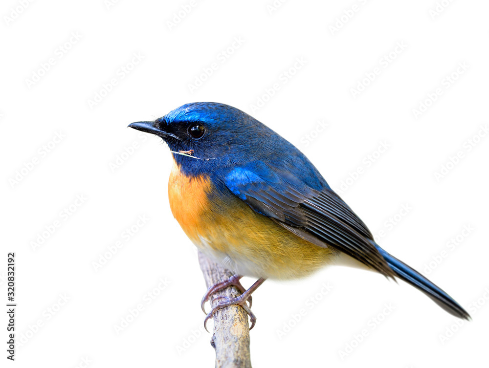 Orange Jay Bird