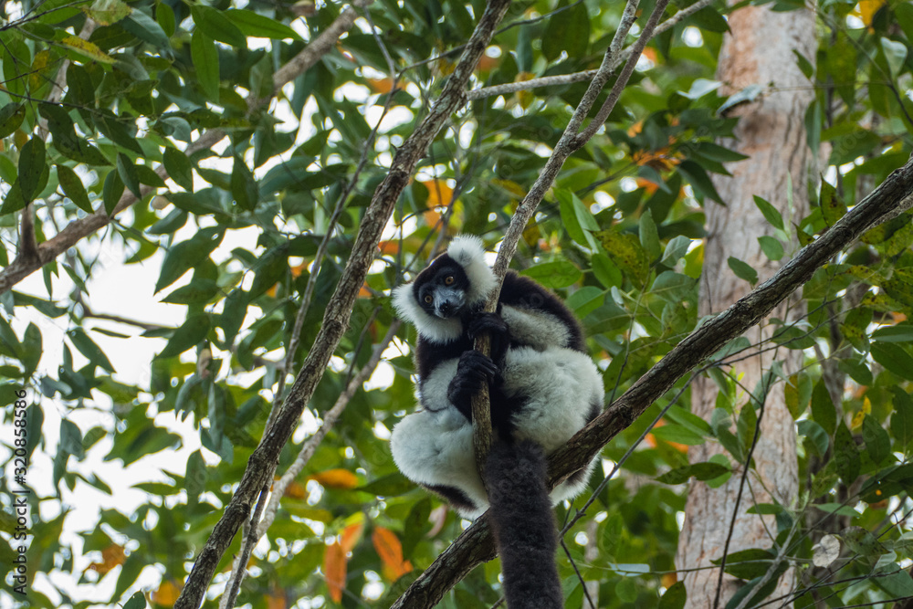 Indri (Indri indri) in a tree in the Andasibe-Mantadia National Park in ...