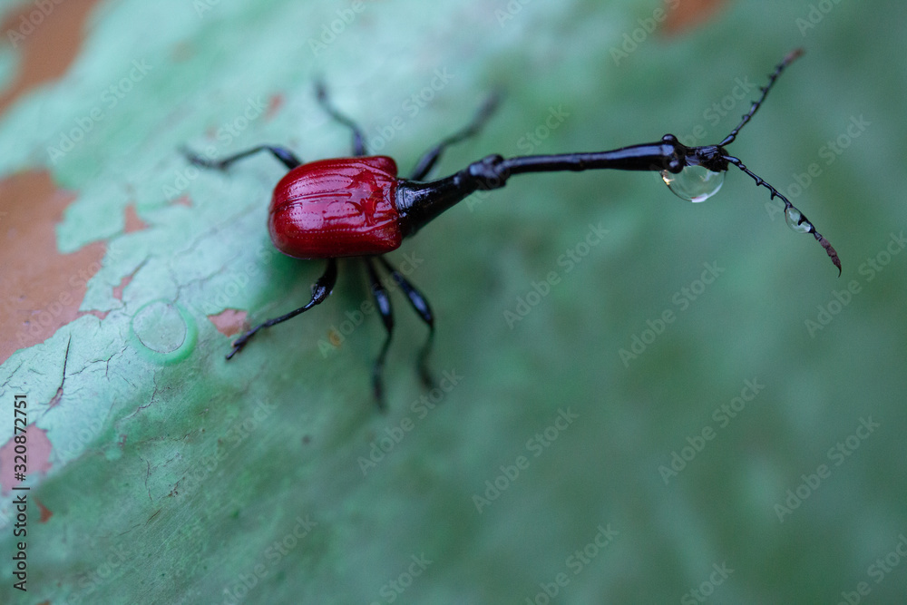 giraffe weevil / beetle (Trachelophorus giraffa of madagascar foto de ...