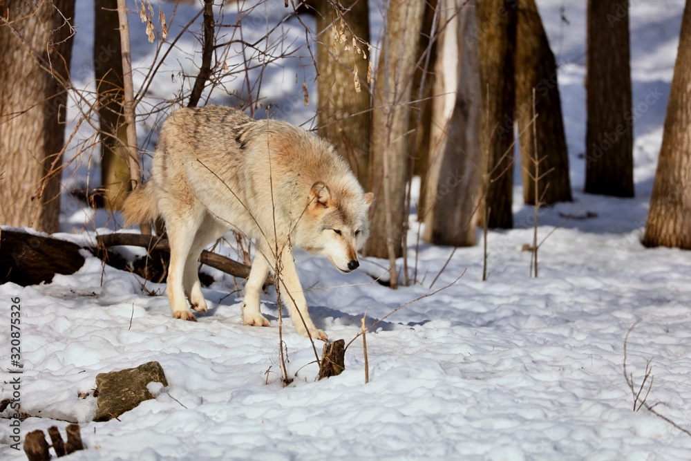 The Timber wolf, also known as the gray wolf, is a large canine native ...