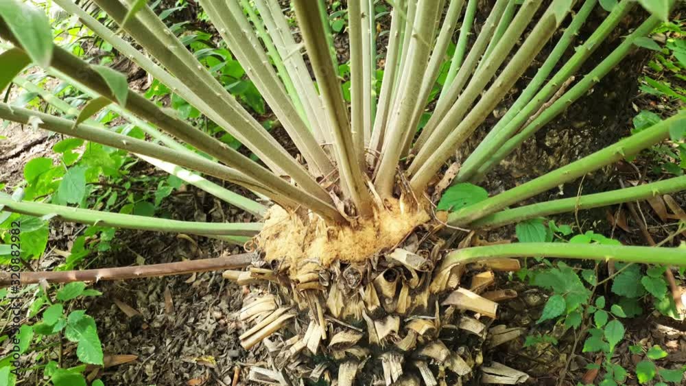 Encephalartos senticosus, Jozini cycad plant and it's prehistoric ...