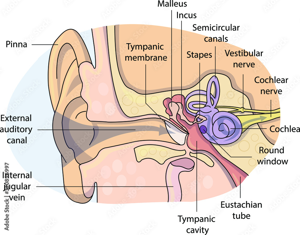 Vetor De Vector Illustration Of A Schematically Painting Of An Ear Vetor De Vector Illustration Of A Schematically Painting Of An Ear