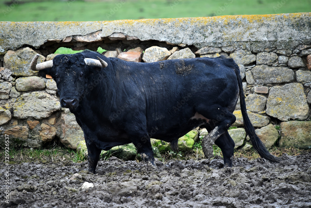 toro español en una ganaderia de ganado bravo en españa Stock Photo ...