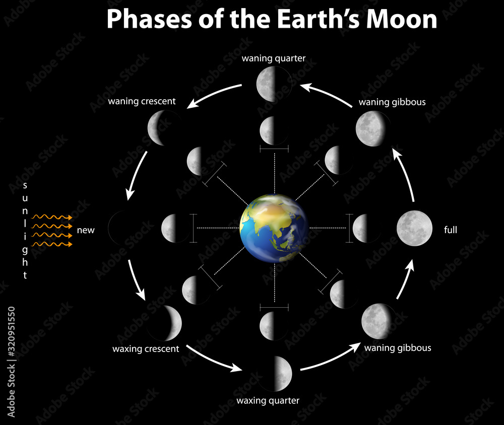 Diagram showing phases of the moon on earth Stock Vector | Adobe Stock