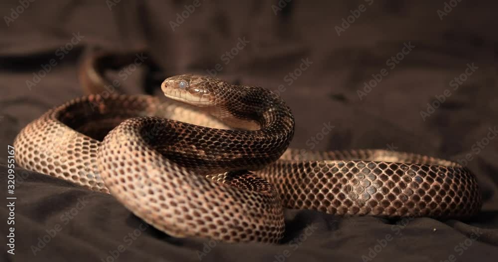 close up on rat snake pet in the attack, the snake attacking a piece of ...