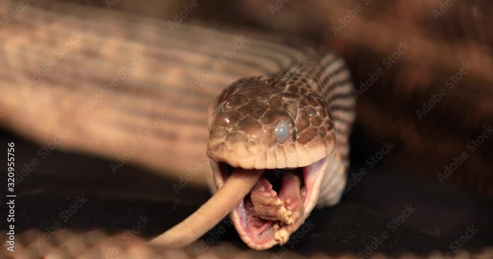close up shot of rat snake with cloudy eyes feeding, with a rat back ...