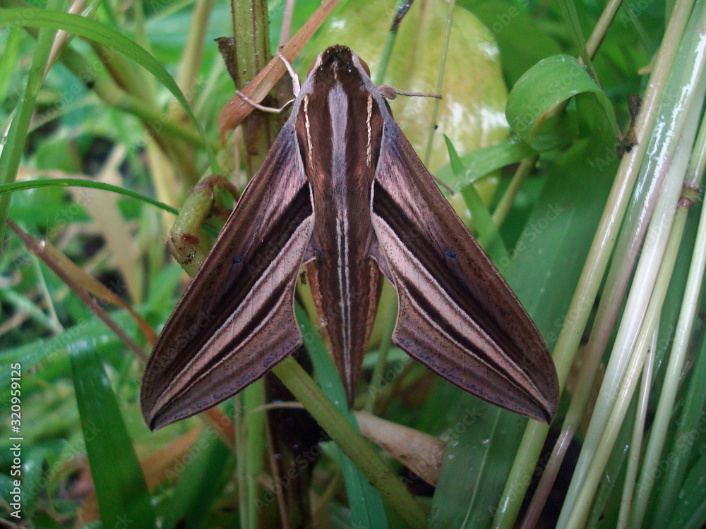 Closeup of Hawk moth. Sphingidae is a family of moths (Lepidoptera ...