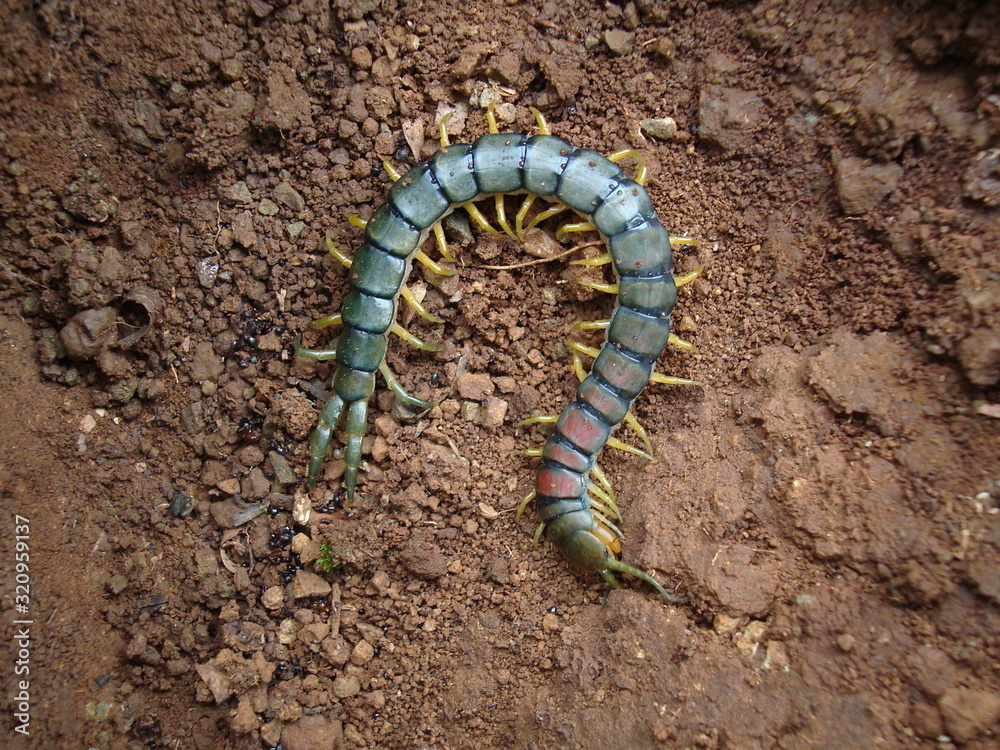Centipede (Scolopendra Spp.) Some species of centipedes can be ...