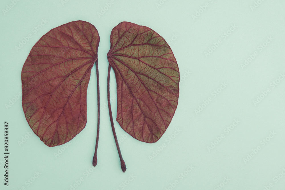 kidney shaped leaves, world kidney day, National Organ Donor Day ...