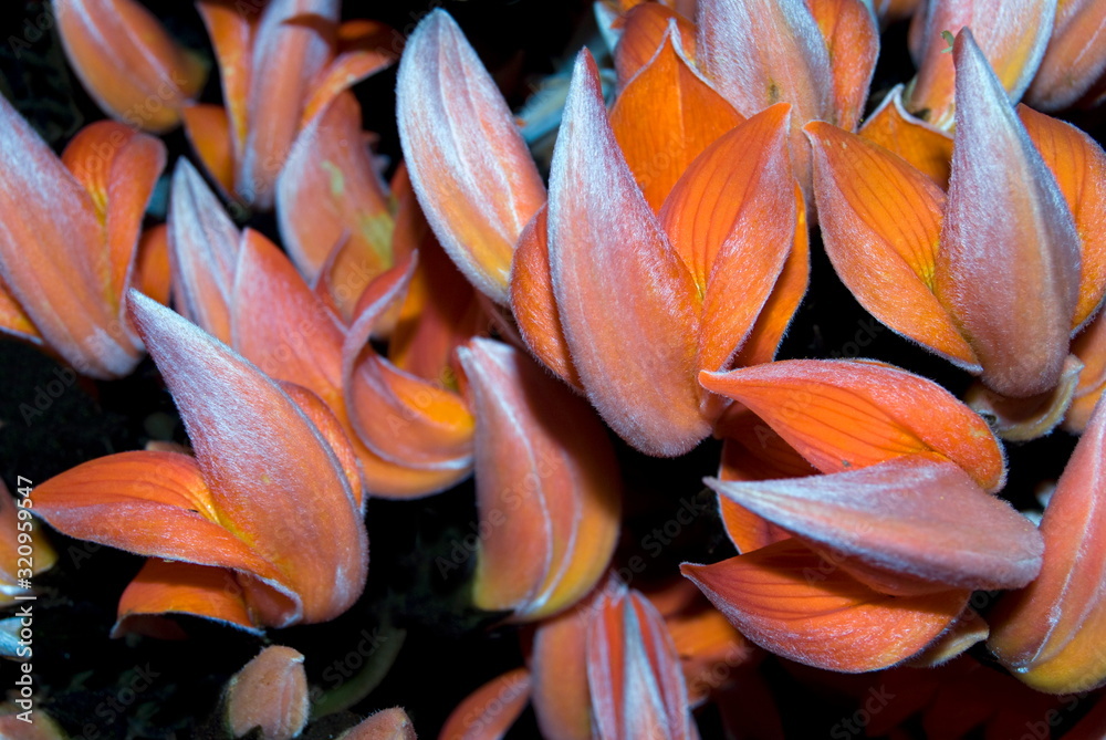 Name : Palas Scientific Name: Butea monosperma Location: Mulashi, Pune ...