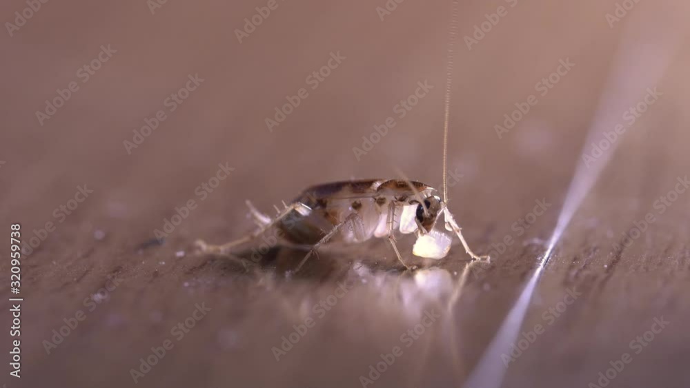 close up little cockroach eating small piece of food, leftover food ...