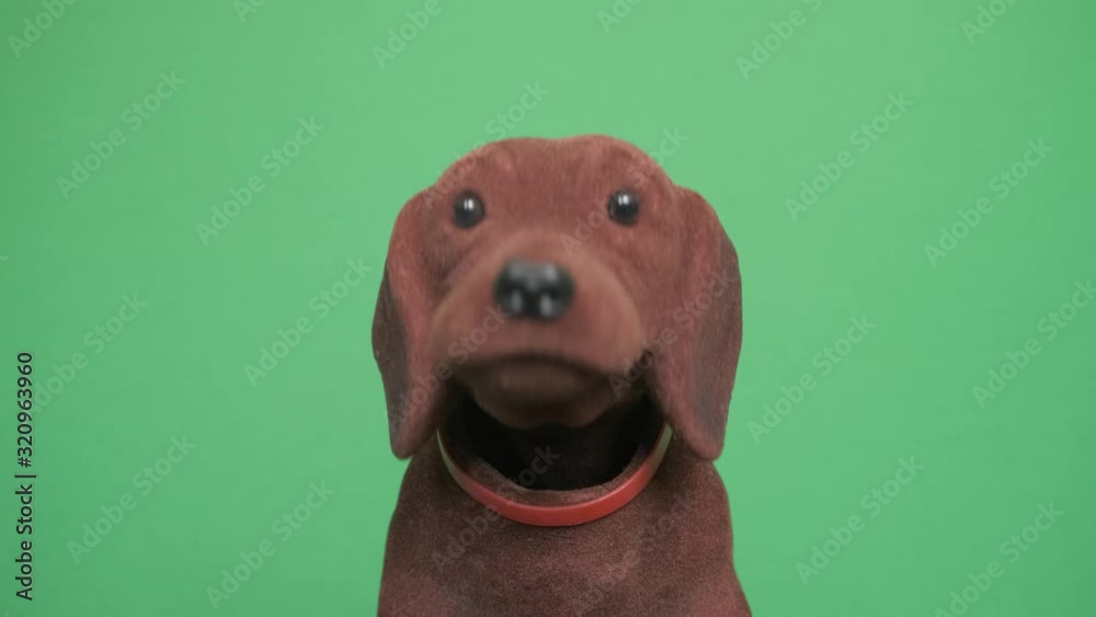 Nodding dog, shaking head in front of a green screen, close up shot ...