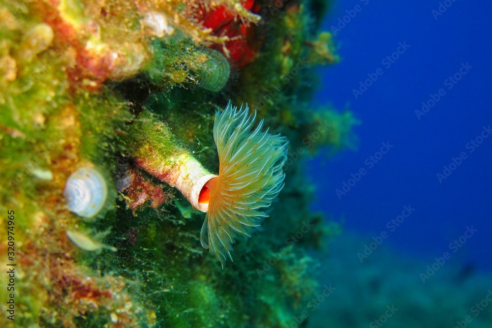 Foto de Feather duster worm in the blue sea. Diverse colorful ...
