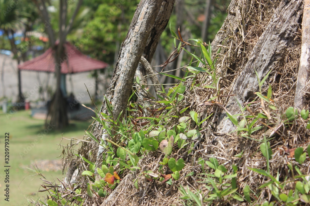 root of the tree in the forest at batu hiu, west java, indonesia Stock ...