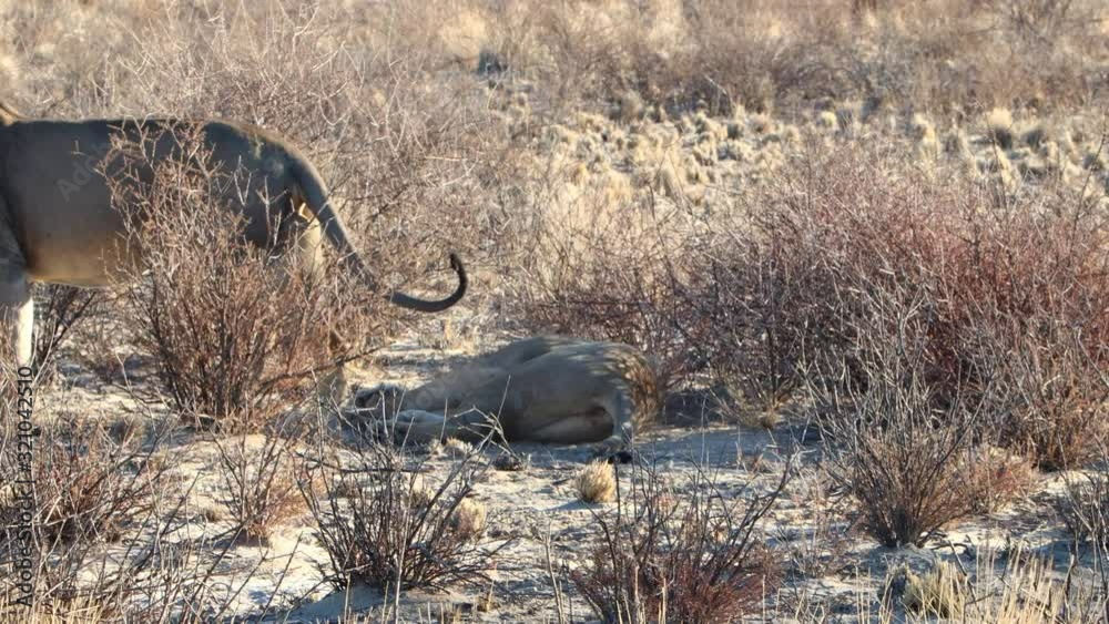 Mating African Lion pair have very brief moment in the arid landscape ...