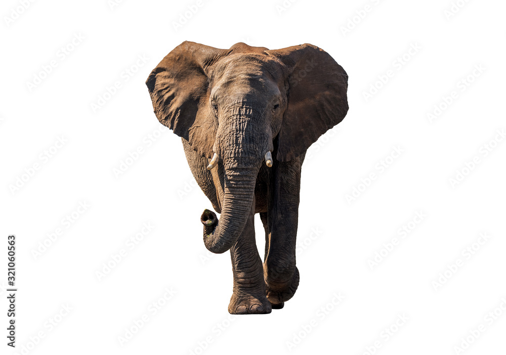 Front view African Elephant walk with sun shade , isolated. Stock Photo ...