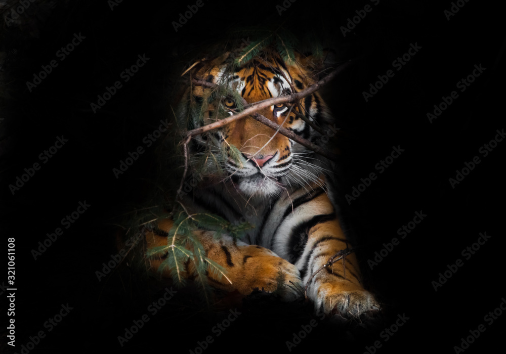 Siberian tiger - a powerful and rare predator hiding in the thickets of ...