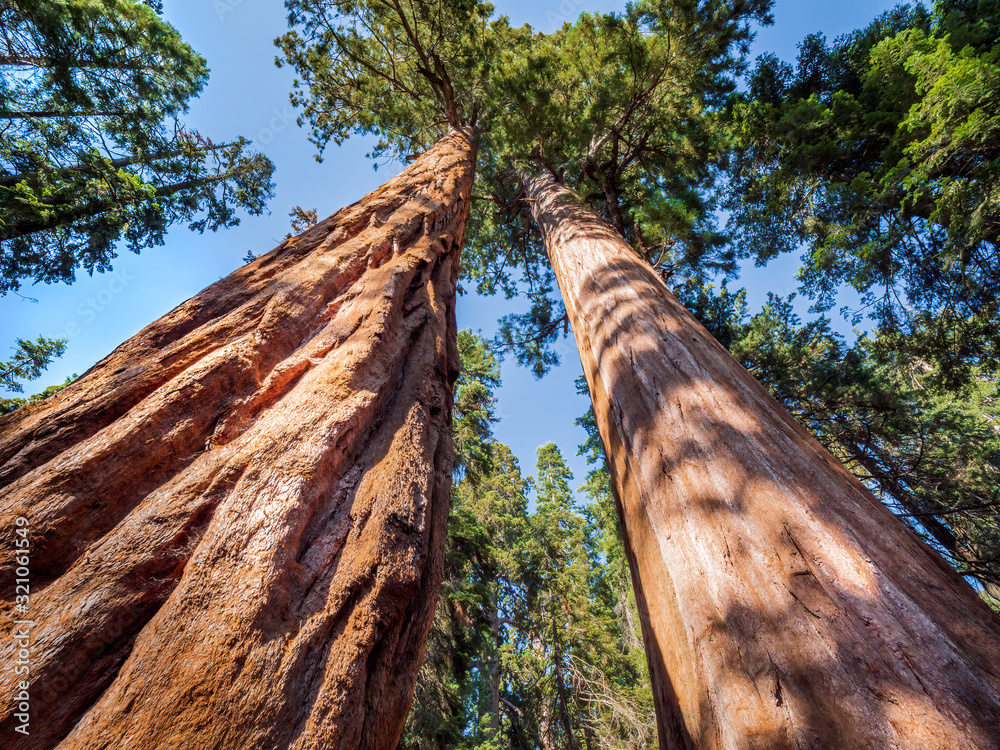 Giant sequoia (Sequoiadendron giganteum) trees in Giant Forest of ...