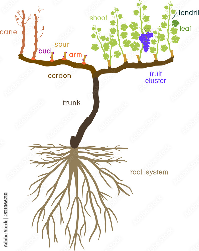 Grape pruning scheme: spur pruned. General view of grape vine plant ...