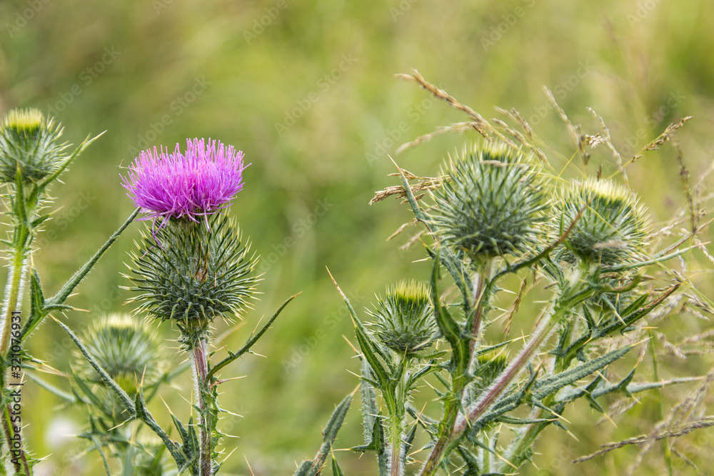Purple flower with green spiky bulbs and leaves in the grasslands of ...