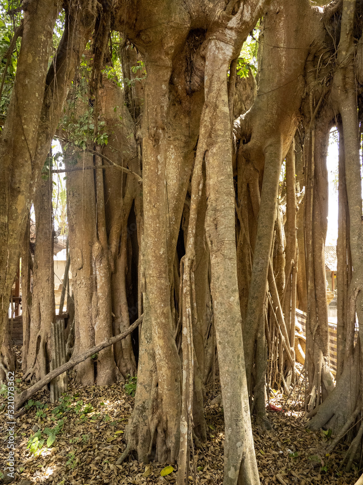 Biggest Badyan tree, in Bali, Indonesia Stock Photo | Adobe Stock