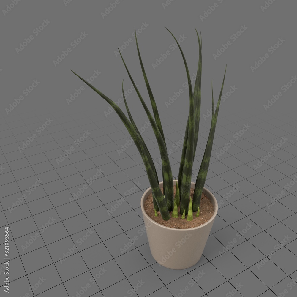 Succulent plant in planter Stock 3D asset | Adobe Stock