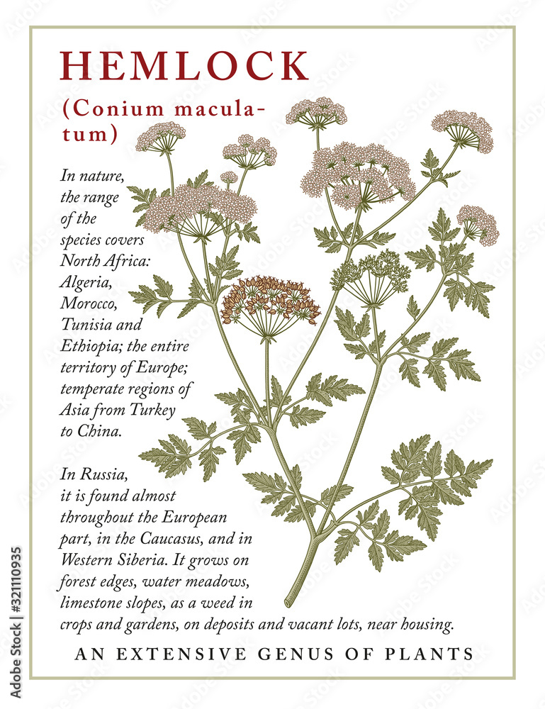 Hemlock. Beautiful blooming realistic isolated flowers. Vintage ...