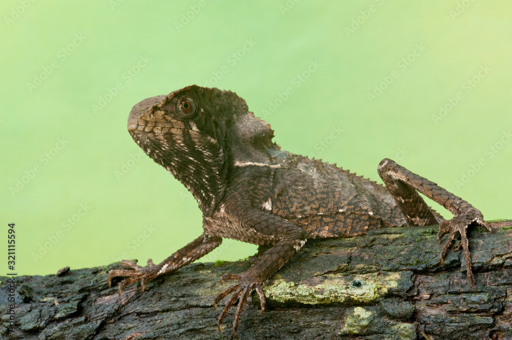 Smoooth Casque-Headed lizard (Corytophanes cristatus), Darien ...