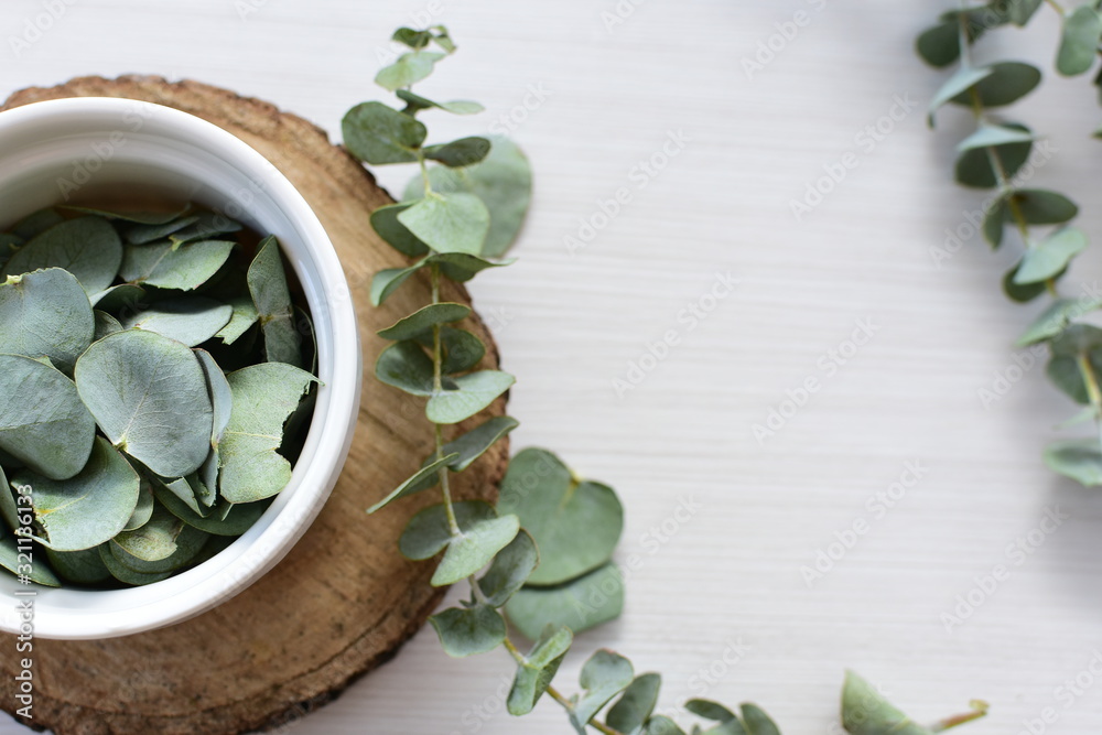 Eucalyptus gunnii - cider leaves, green Stock Photo | Adobe Stock