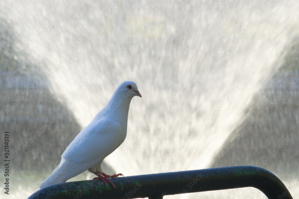 Some white doves standing under a rain of water drops Stock Photo ...