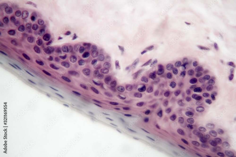 Muscle composite cells on a microscope slide. Stock Photo | Adobe Stock