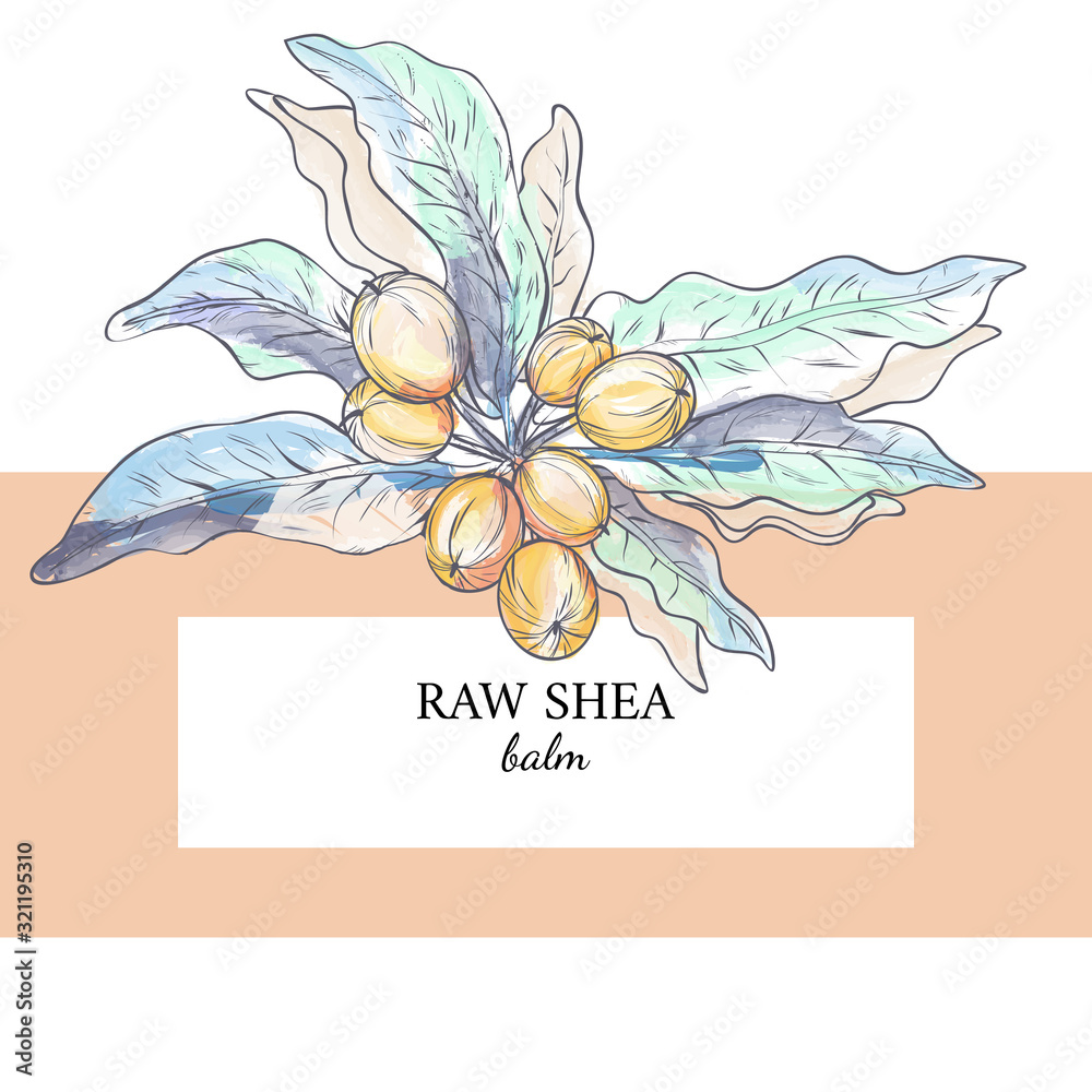Vector illustration template of shea nuts label drawn by digital ...