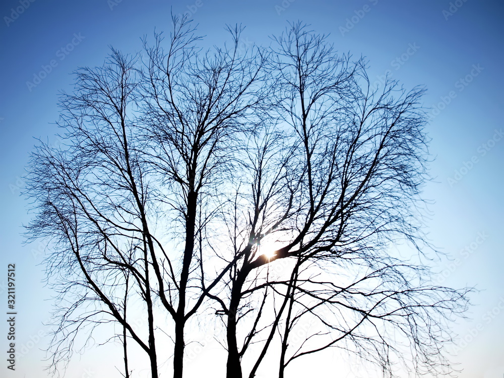 Pretty Blue Trees