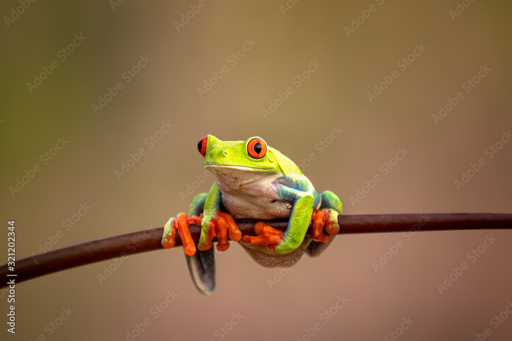 Beautiful Red-Eyed tree frog sitting on a branch. So cute, yet so ...