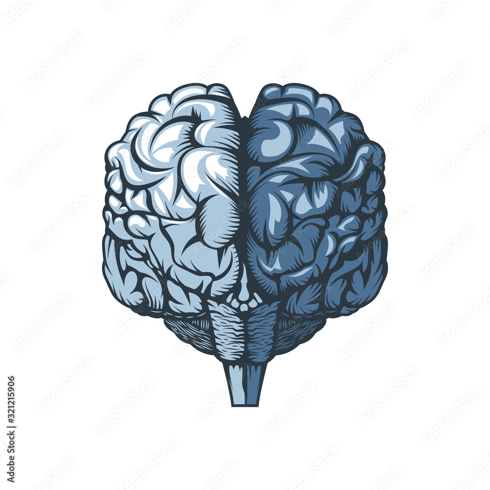 Human brain on a white background freehand drawing. Stock Vector ...