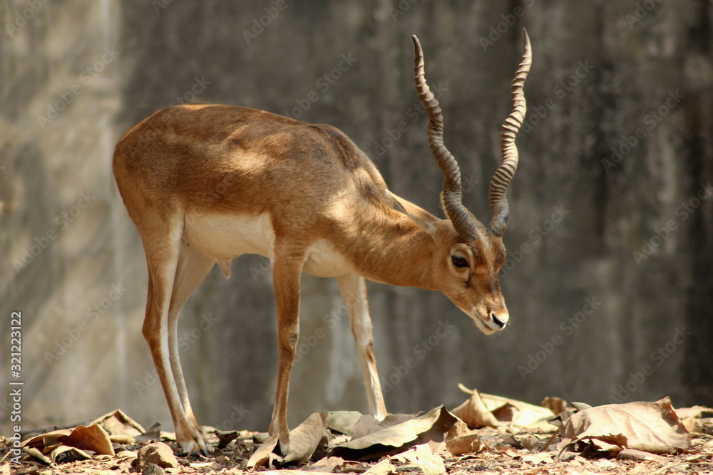 Types Of Gazelle