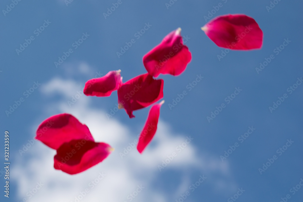 Rose petals floating in the clear air-blue sky Stock Photo | Adobe Stock