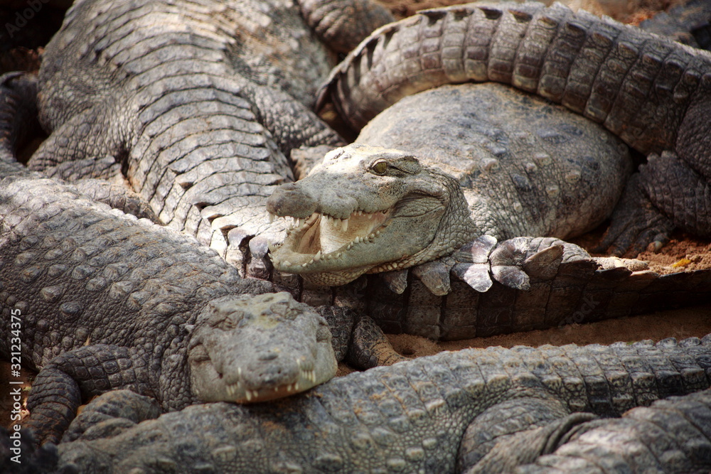 Indian Marsh Crocodile, Magar, (Crocodylus palustris) basking in the ...