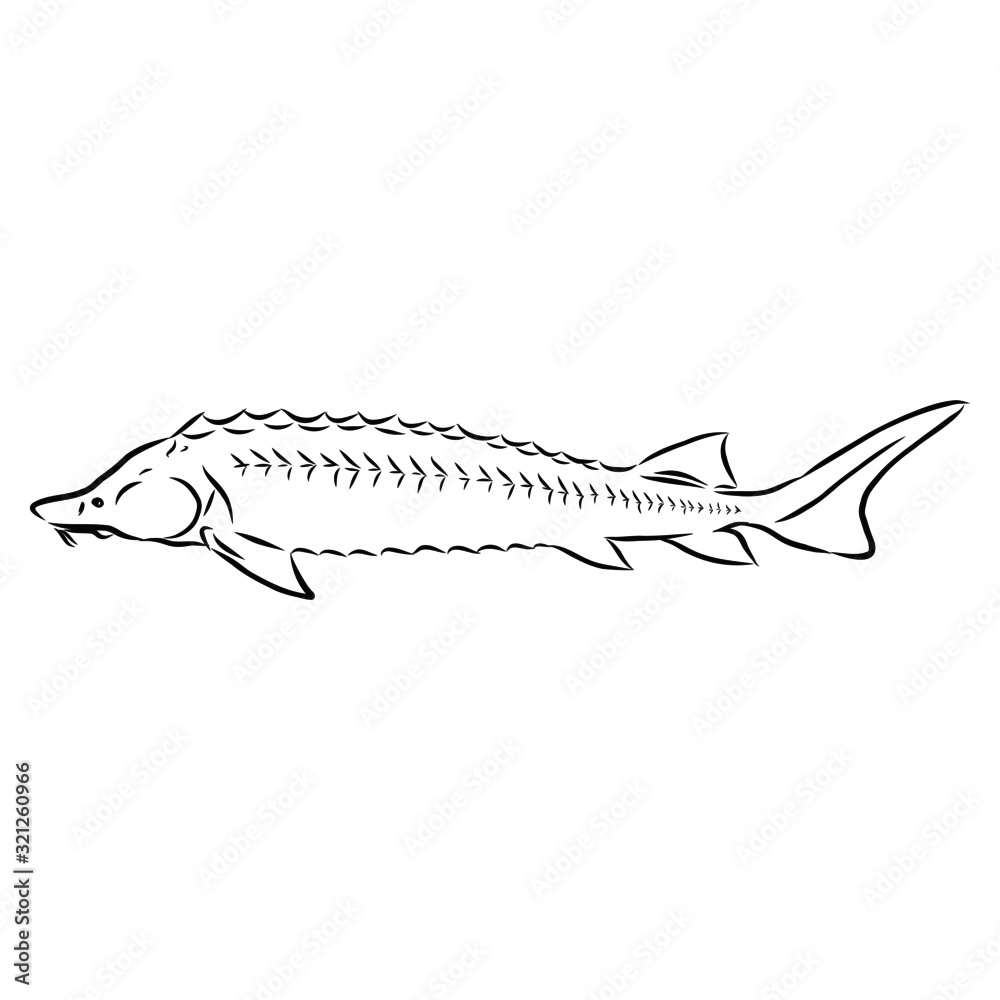 sturgeon, rare white fish, vector sketch illustration Stock Vector ...
