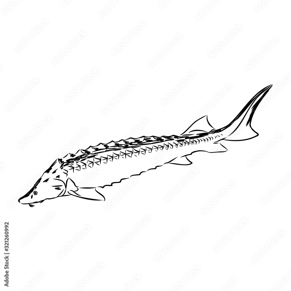 sturgeon, rare white fish, vector sketch illustration Stock Vector ...