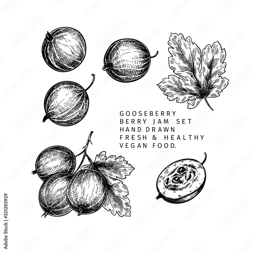 Hand drawn gooseberry branch, leaf and berry. Engraved vector ...