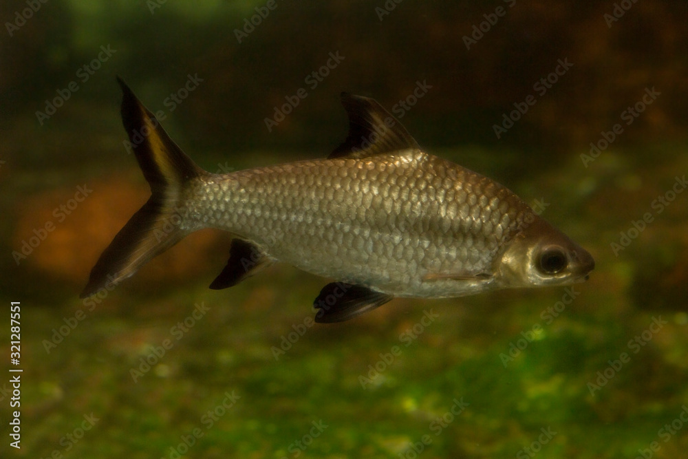 Bala shark, tricolor shark, tricolor sharkminnow, silver shark, shark ...