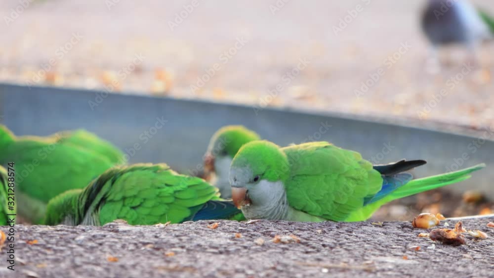 Green parrots known as Monk Parakeets in the city centre of Barcelona ...
