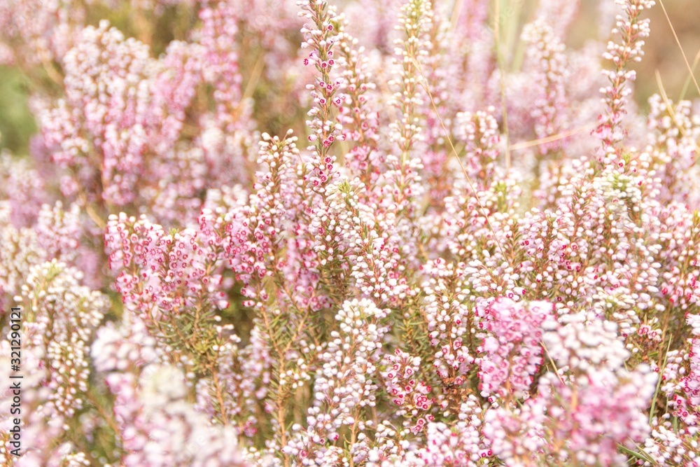 Beautiful meadow flowers. Tender pastel pink floral background or ...