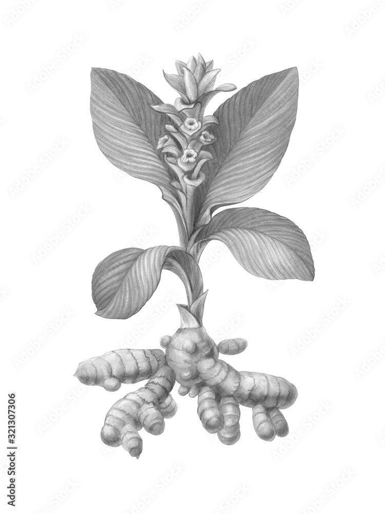 Turmeric Plant Pencil Illustration Isolated on White with Clipping Path ...
