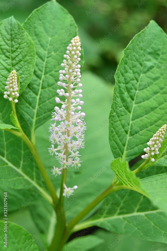 Phytolacca americana, also known as American pokeweed, pokeweed, is a poisonous, herbaceous ...