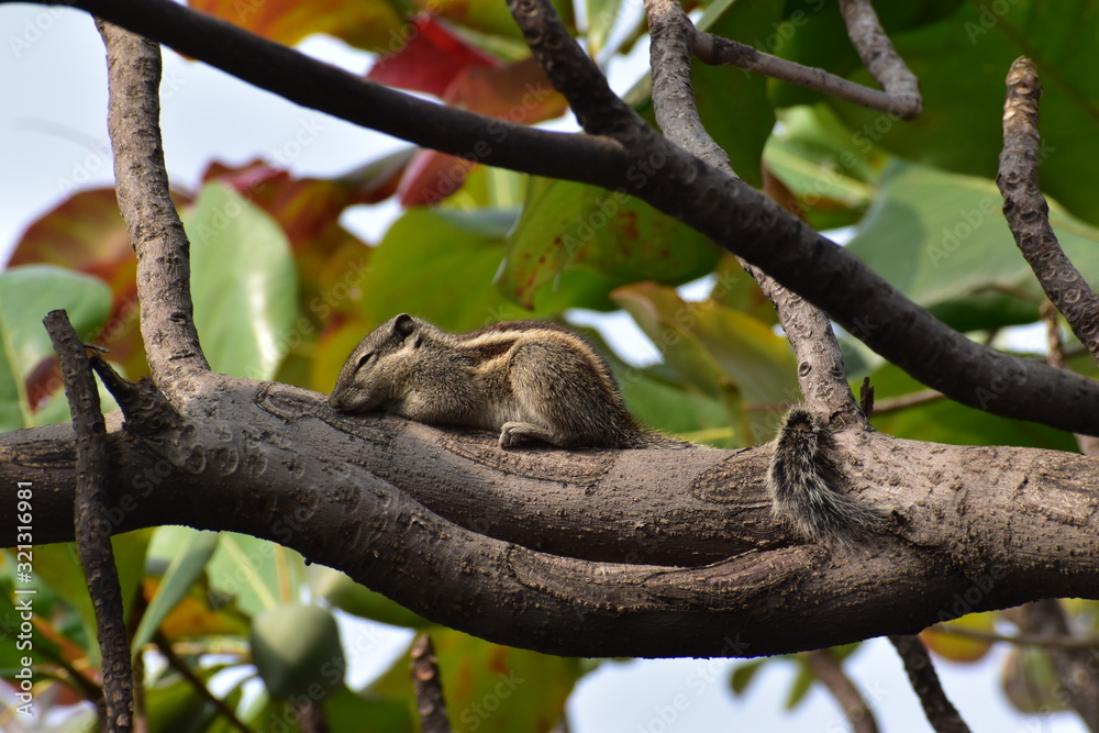 Cute squirrel sleeping on a tree Stock Photo | Adobe Stock