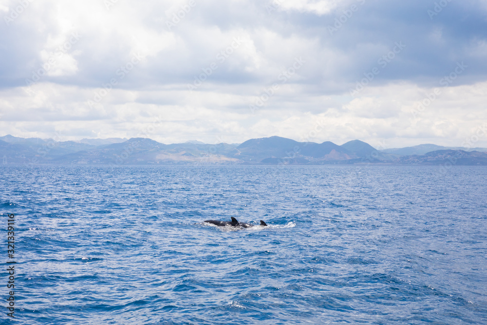 pilot whales, blackfish or cetaceans in the family Globicephala ...